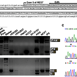 Identification of a novel last exon (E5) of REST.
