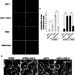 BDF1 was required for autophagy and HAL2 stimulated autophagy.