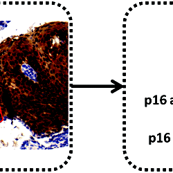 Sample of nuclei images obtained from an IHC image.
