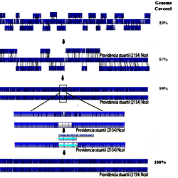 Providencia stuartii MRSN 2154 genome sequence assembly using the WGM-NGS approach.