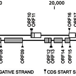 Schematic map of the gene cluster found in the fosmid insert.