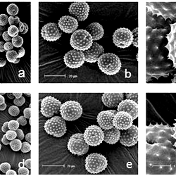 Scanning electron microscopy of ragweed pollen exposed to different ...