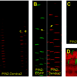 Localization pattern of PIN2-Dendra2 fusion protein.