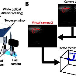 Setup and stereo reconstruction.
