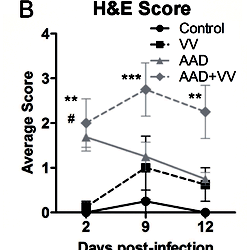 VV-infected AAD mice had increased signs of airway inflammation.