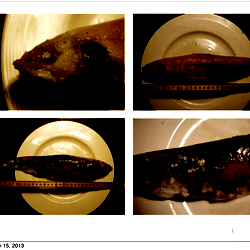 Examples of prey sampled from Atlantic cod stomachs.
