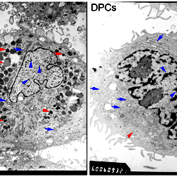 Ultrastructural characterization of DFCs and DPCs.