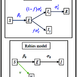 Flow chart between different compartments for the CDV and rabies models.
