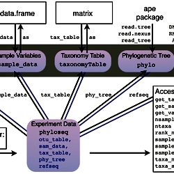 The “phyloseq” class.