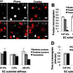 Location of transmigration.