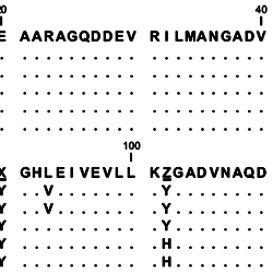Sequence analysis of Bo2C11–specific DARPin clones.