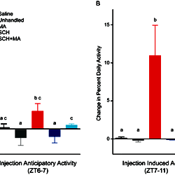 Scheduled daily MA injections result in anticipatory and induced activity.