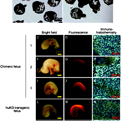 Chimeric fetuses produced by aggregation of the ICM carrying huKO ...