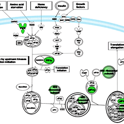 EIF2 signaling pathway.