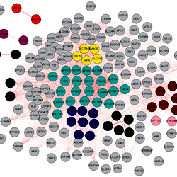 A topological overlap matrix (TOM) of all 374 DMET genes.