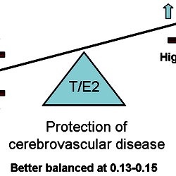 The balance of T/E2 in elder men.