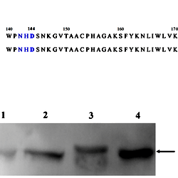 HA sequence alignment and examination of glycosylation.