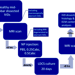 Process map showing the IVD specimen handling steps after dissection of ...