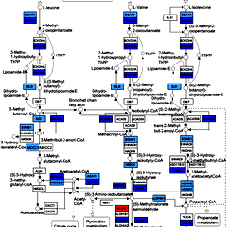 Modified “Valine, leucine and isoleucine degradation” pathway from KEGG.