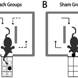 A nontrivial forelimb reach-and-grasp task for the rat.