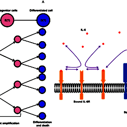Schematic diagram of the cellular and molecular processes considered in ...