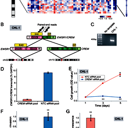 Discovery and characterization of EWSR1/CREM in melanoma.