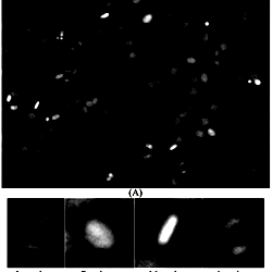 Examples of HeLa cell nuclei and cell cycle phase images.