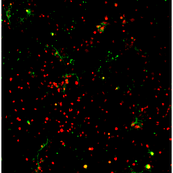 A representative image of neurites.
