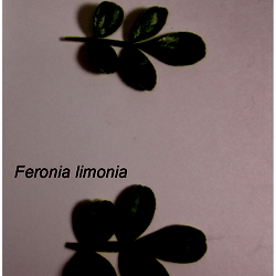 Photographs of Feronia limonia and Feroniella oblata leaves.
