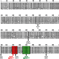 BMP15 multi-species sequences alignment and position of sheep mutations.