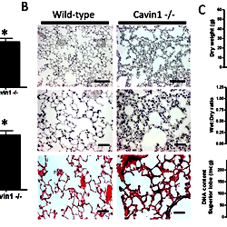 Cavin1 deficiency leads to physiological and structural changes to lung.