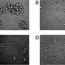 Representative morphologies of the various types of cell aggregates ...