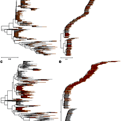 Comparison of sensitivity of MSA-based and ISM-based phylogenetic tree ...
