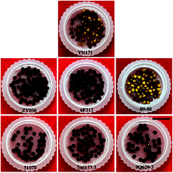 Seed morphology of 7 rapeseed lines with different oil content.