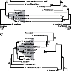 Phylogeny of the vibrioferrin biosynthesis cluster and receptor within ...