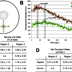 Analysis of net transport after photoactivation.