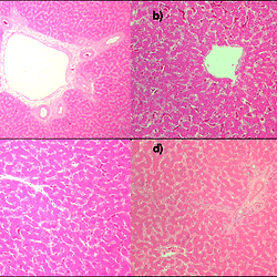 Probiotic effect of Pichia pastoris X-33 produced in parboiled rice ...