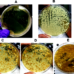 Comparison of bacteria colony morphology on TSA plates.