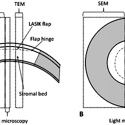 Schematic cross-sectional (A) and overhead (B) view of the bisected ...