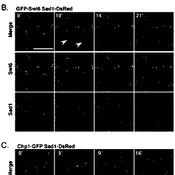 Swi6 and Chp1 each delocalize from the centromere between M and S phase.