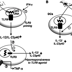Schematic representation of the complementary effect of TLR2 and TLR9 ...