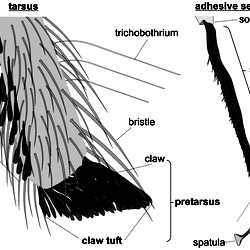 Schematic illustration of a distal spider tarsus bearing scopula and ...