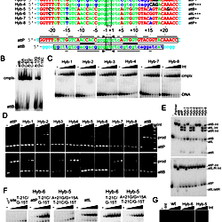 Identifying the determinants of attP and attB identity.