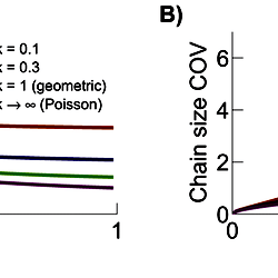 Coefficient of variation for offspring and chain size distribution.