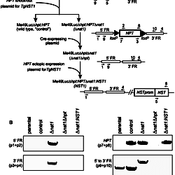 Design and verification of the strain deficient in NST1 and the ...