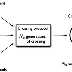 An example crossing experiment.