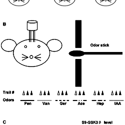 Scheme of the procedure for the animal behavior testing.