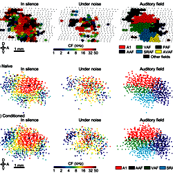 Functional map in the auditory cortex.