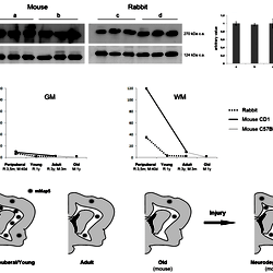 Amount of Map5 molecule and mMap5 cells in the rabbit and mouse CNS at ...