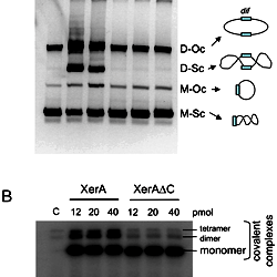 The αN helix of XerA is essential for recombination.
